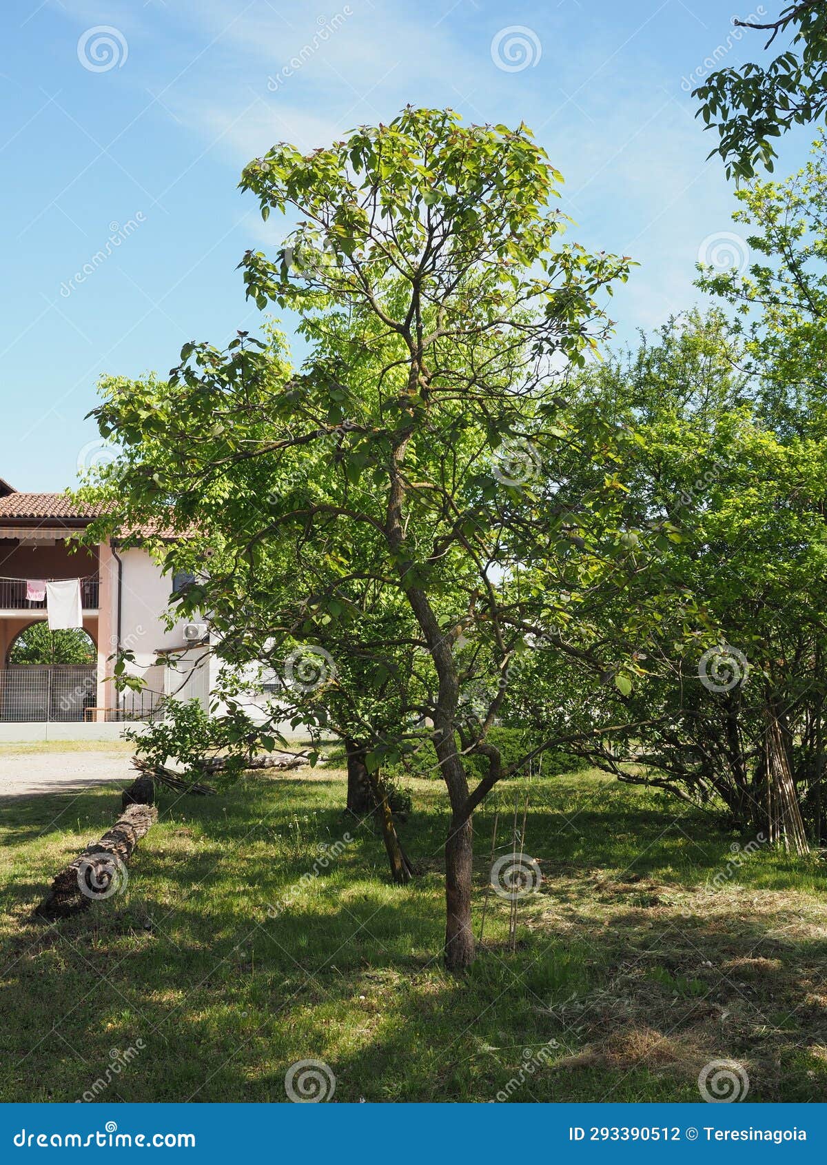 Catalpa Tree Scient. Class. Catalpeae Stock Photo - Image of greenery ...