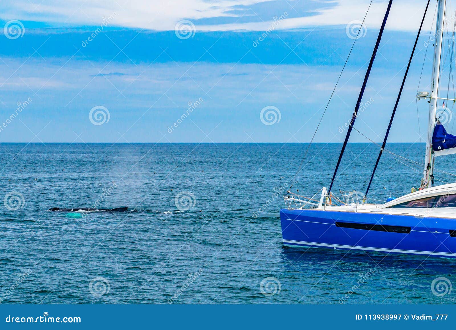 Catamaran and Whale, Cape Cod, Massachusetts, US Stock Image - Image of ...