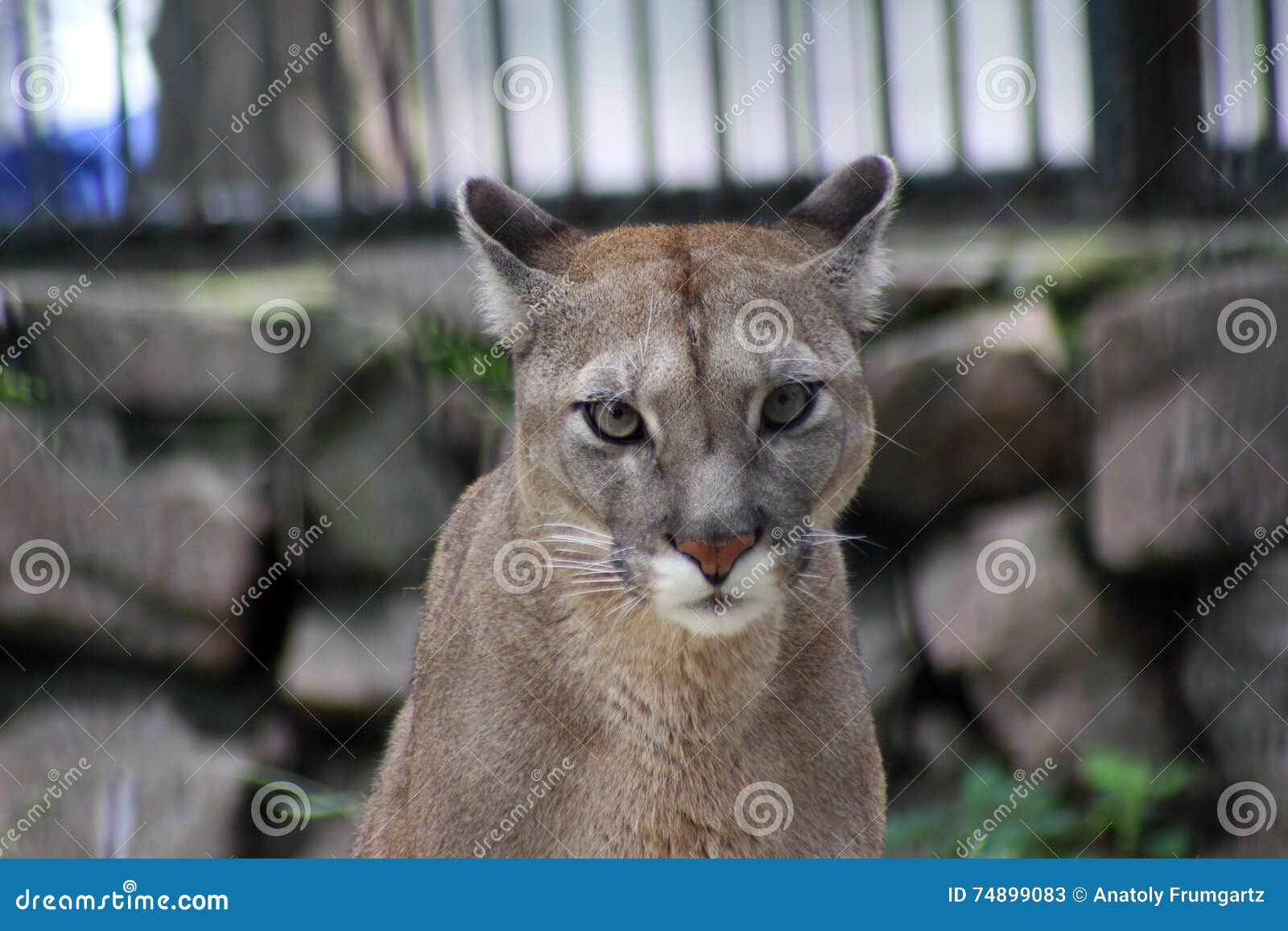 Catamount fotografering för bildbyråer. Bild av whisky - 74899083