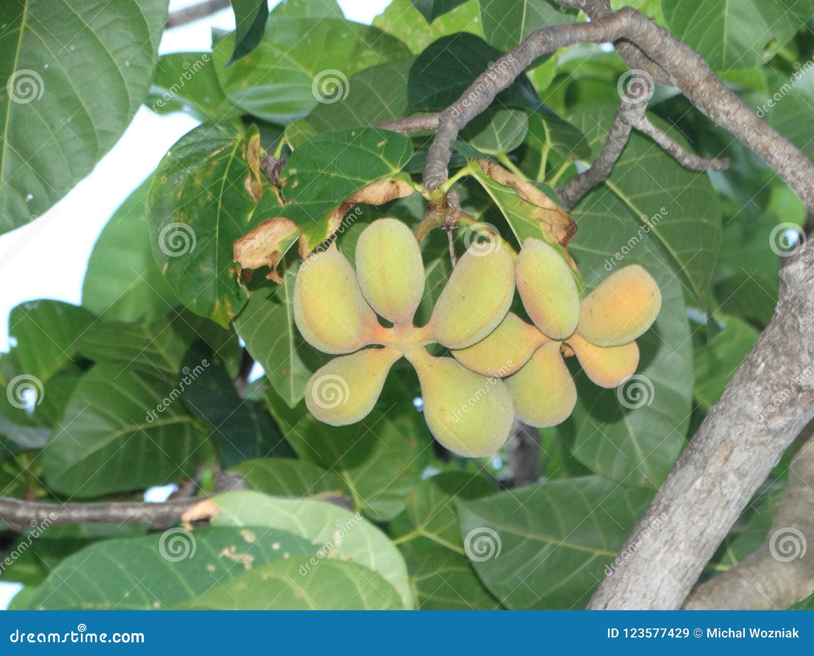 Catappa De Terminalia - Malabar-almendra, Mar-almendra, Tropical ...