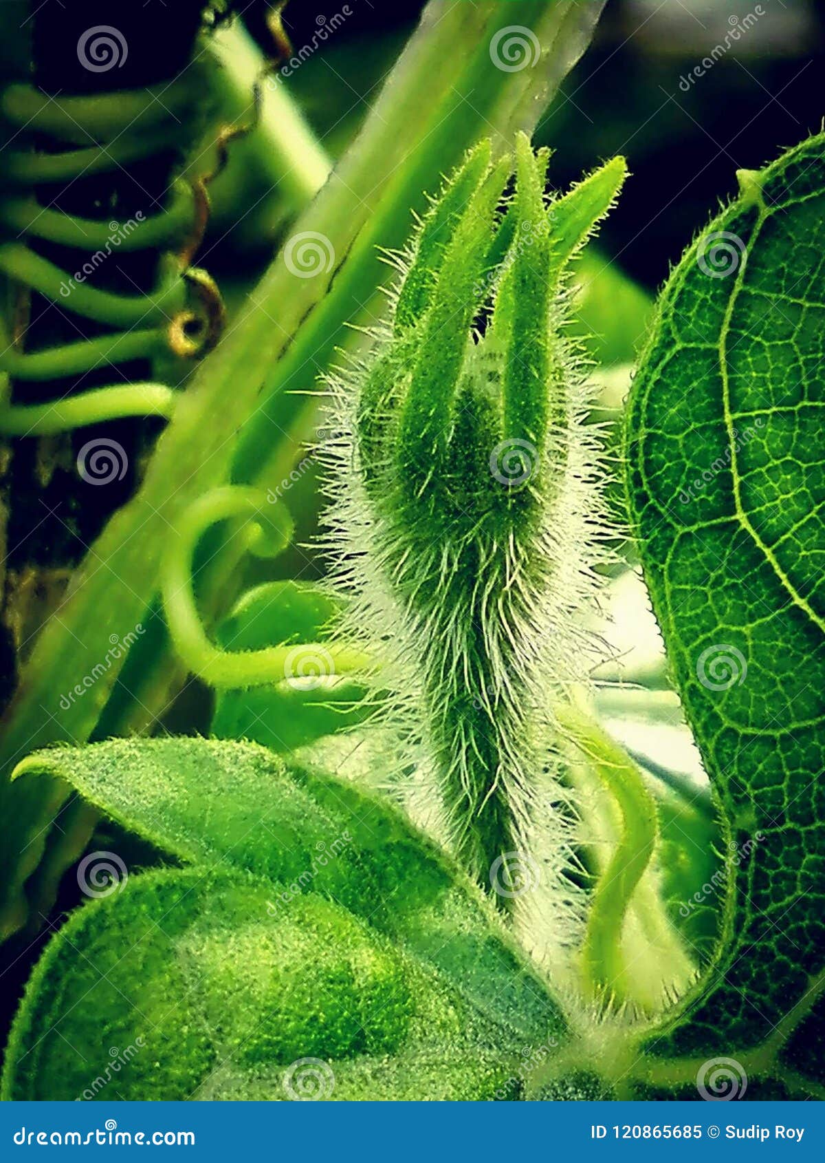 Cataract flower stock image. Image of sudip, cataract - 120865685