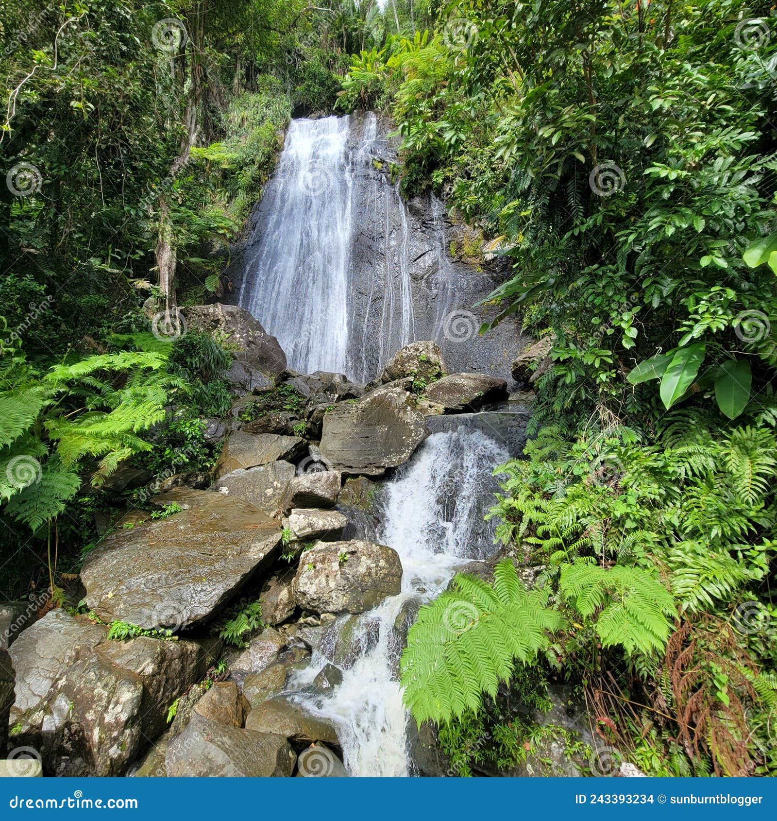 Catarata De Selva Tropical De Puerto Rico Foto de archivo - Imagen de ...