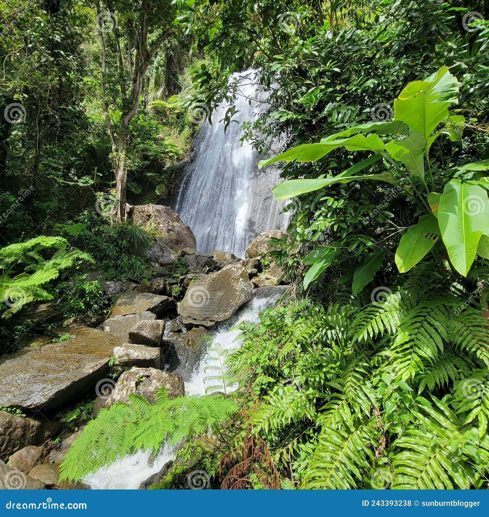 Catarata De Selva Tropical De Puerto Rico Foto de archivo - Imagen de ...