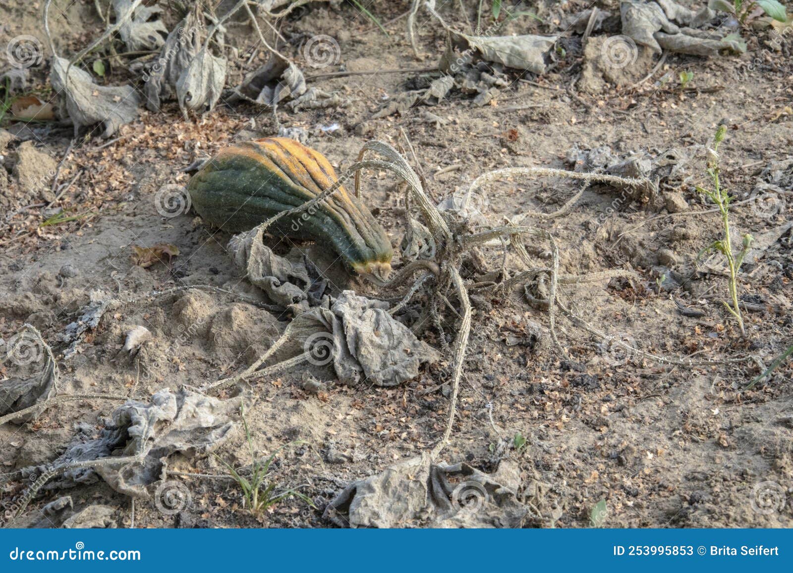 Catastrophic Heat. Plants in the Garden Burned by the Sun Stock Image ...