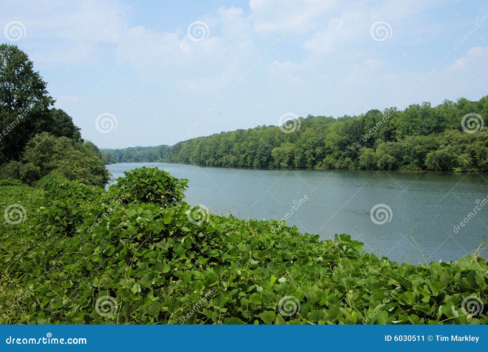 Catawba River view stock image. Image of view, kudzu, river - 6030511