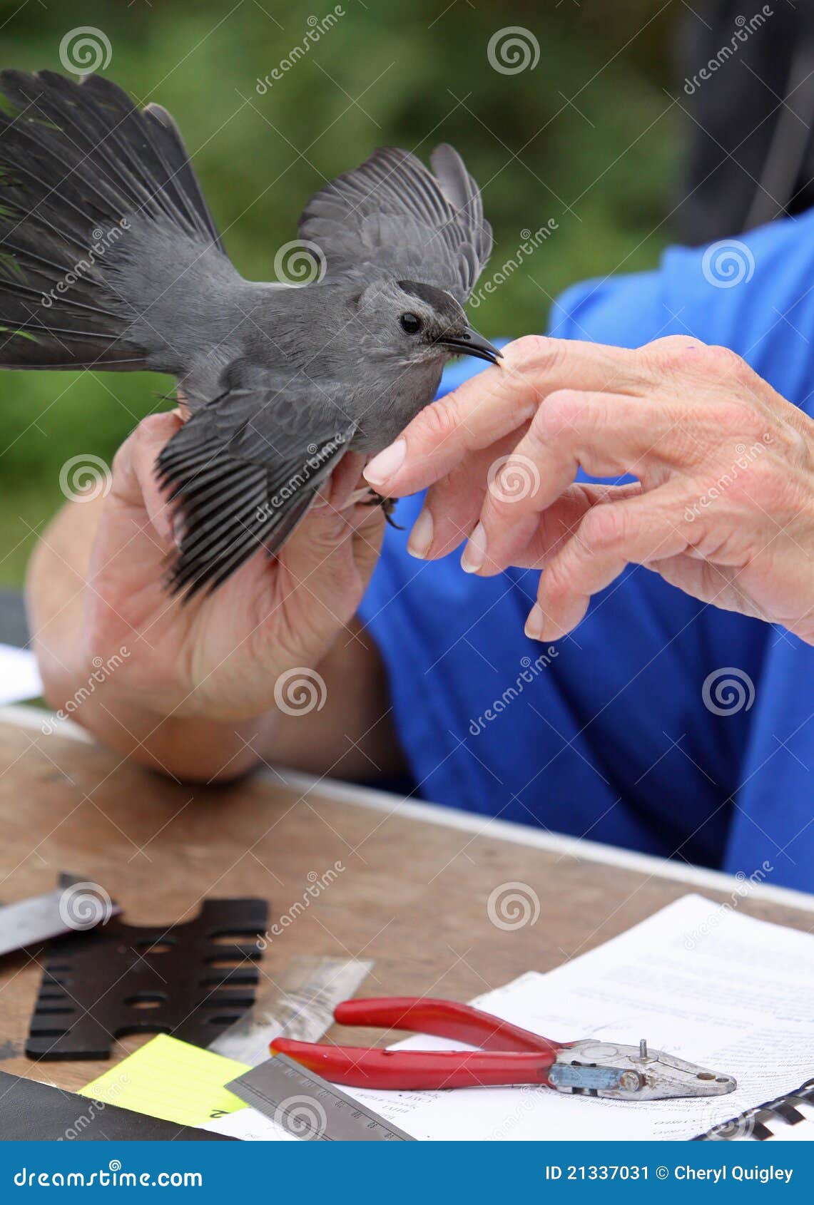 Catbird Being Banded stock image. Image of nature, carolinensis - 21337031