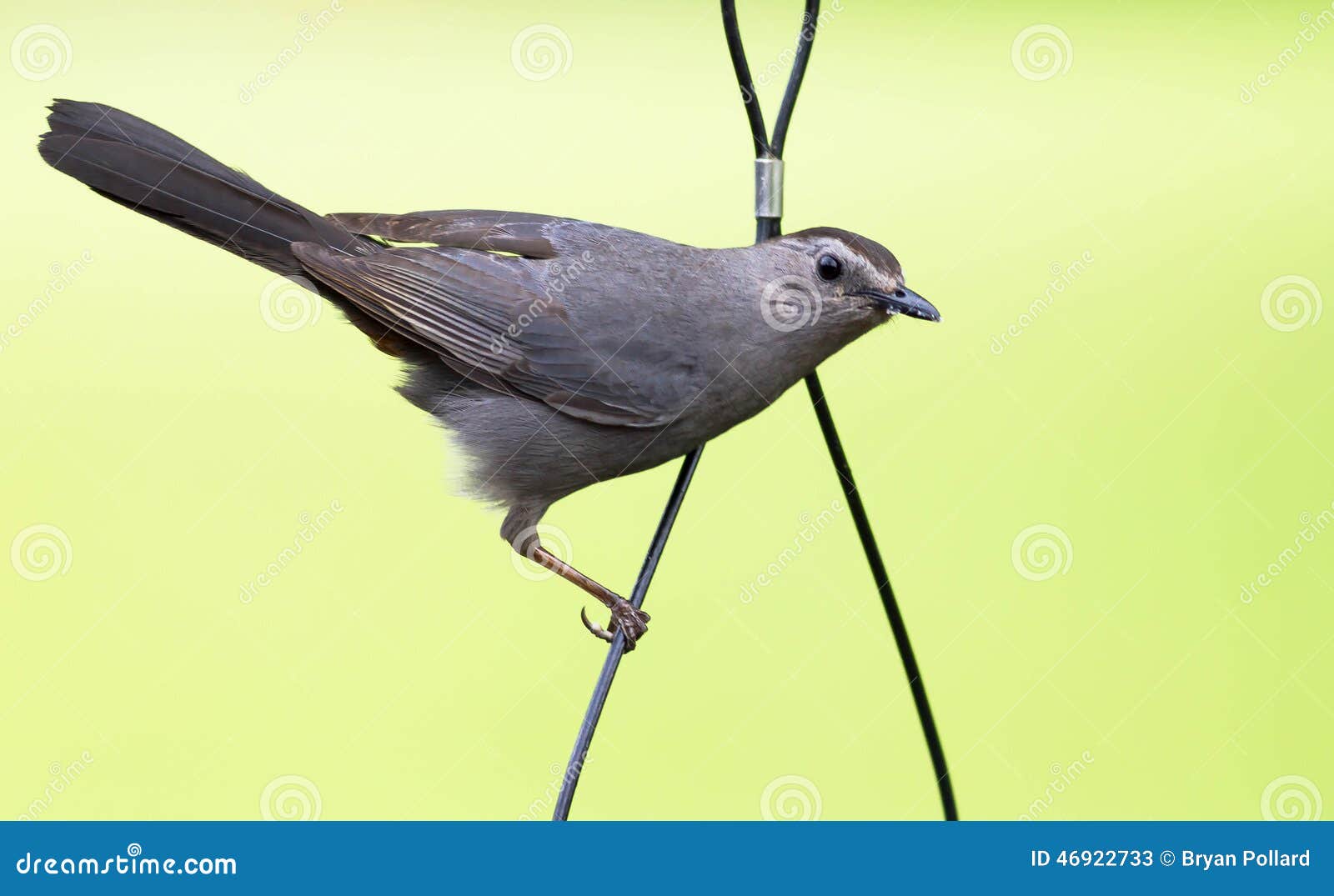 Catbird gris imagen de archivo. Imagen de gris, fauna - 46922733