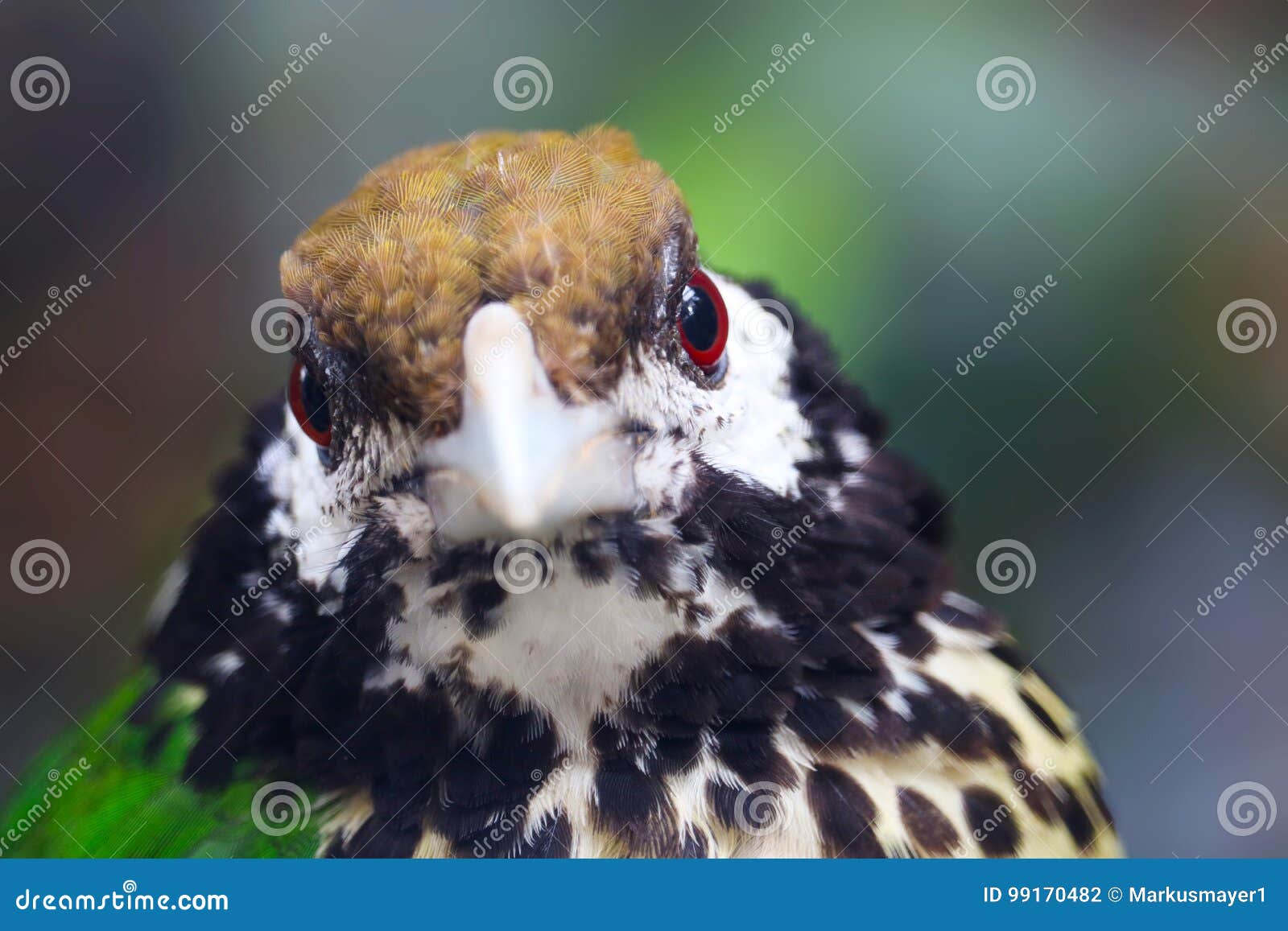 Head of a White-eared Catbird in Frontal View Stock Photo - Image of ...