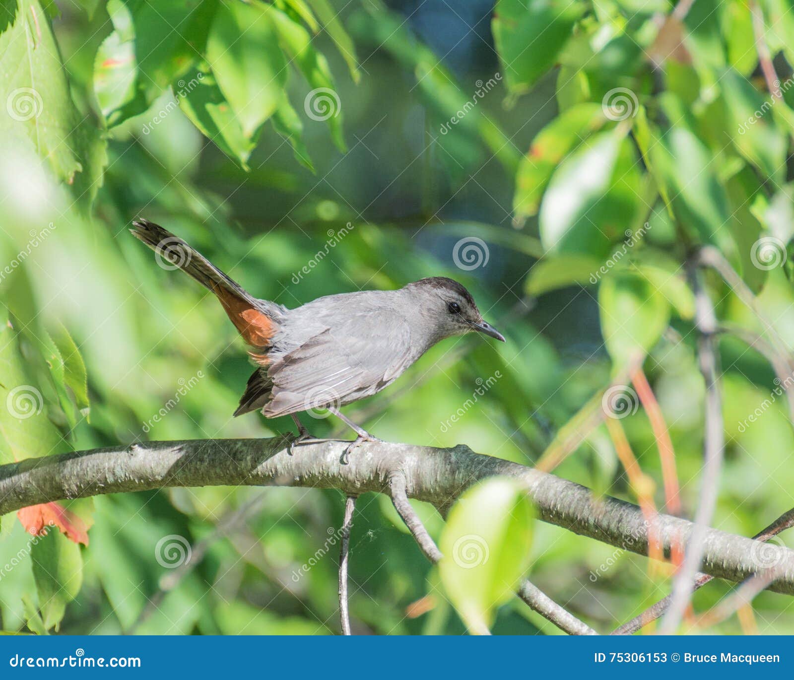 Catbird Perched on a Tree Branch Stock Image - Image of nature ...