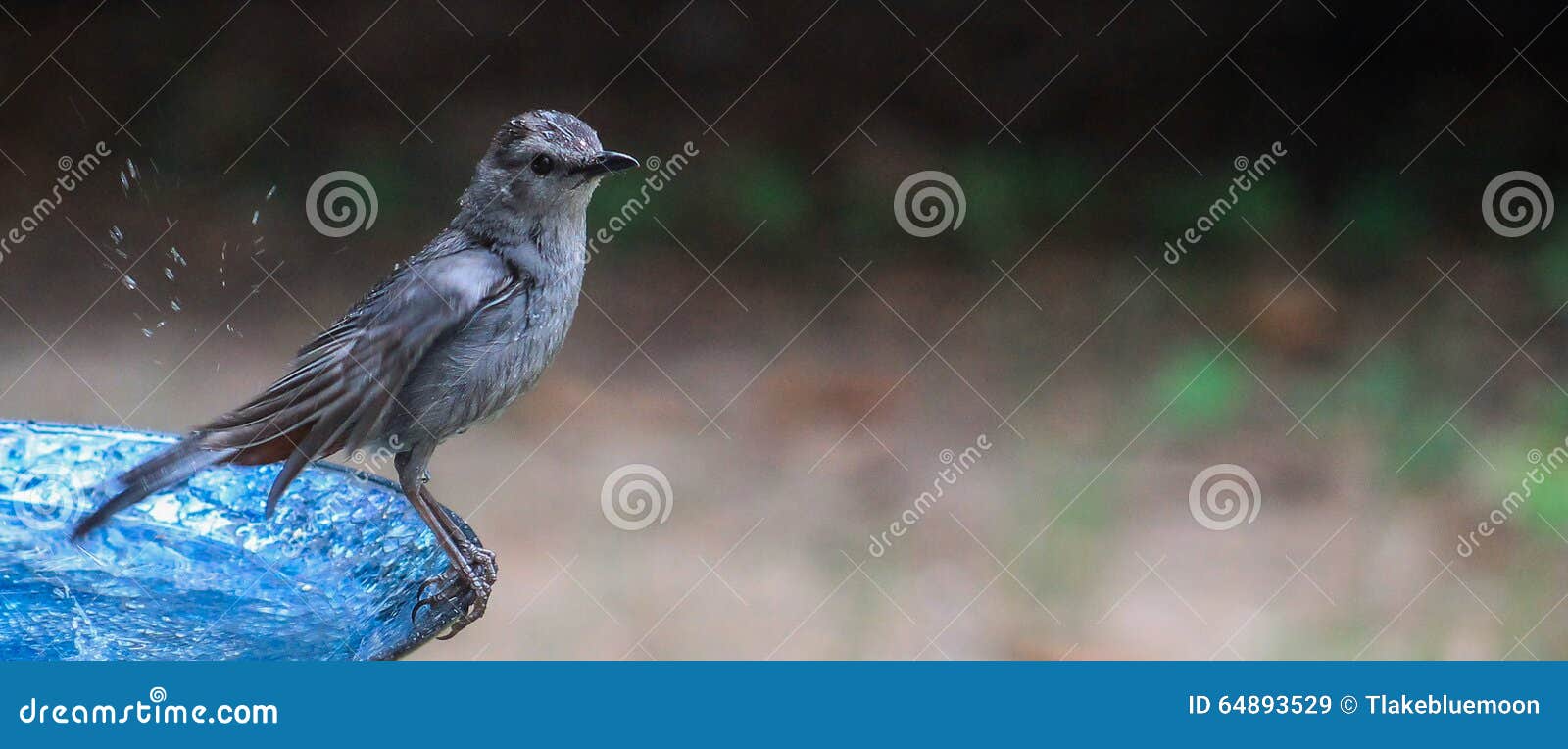 Catbird-shake it off stock image. Image of water, black - 64893529