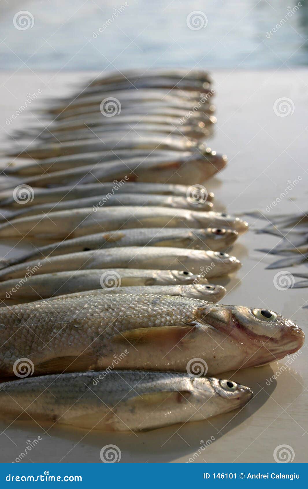 The catch stock image. Image of silver, group, fish, reflection - 146101