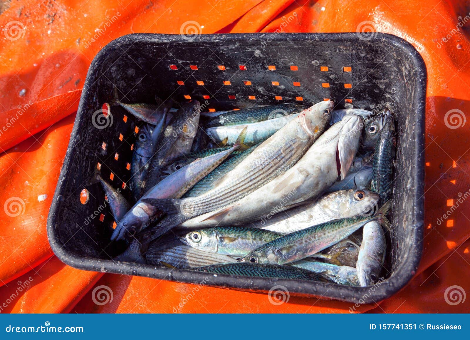 Catch of atlantic sardine stock image. Image of natural - 157741351