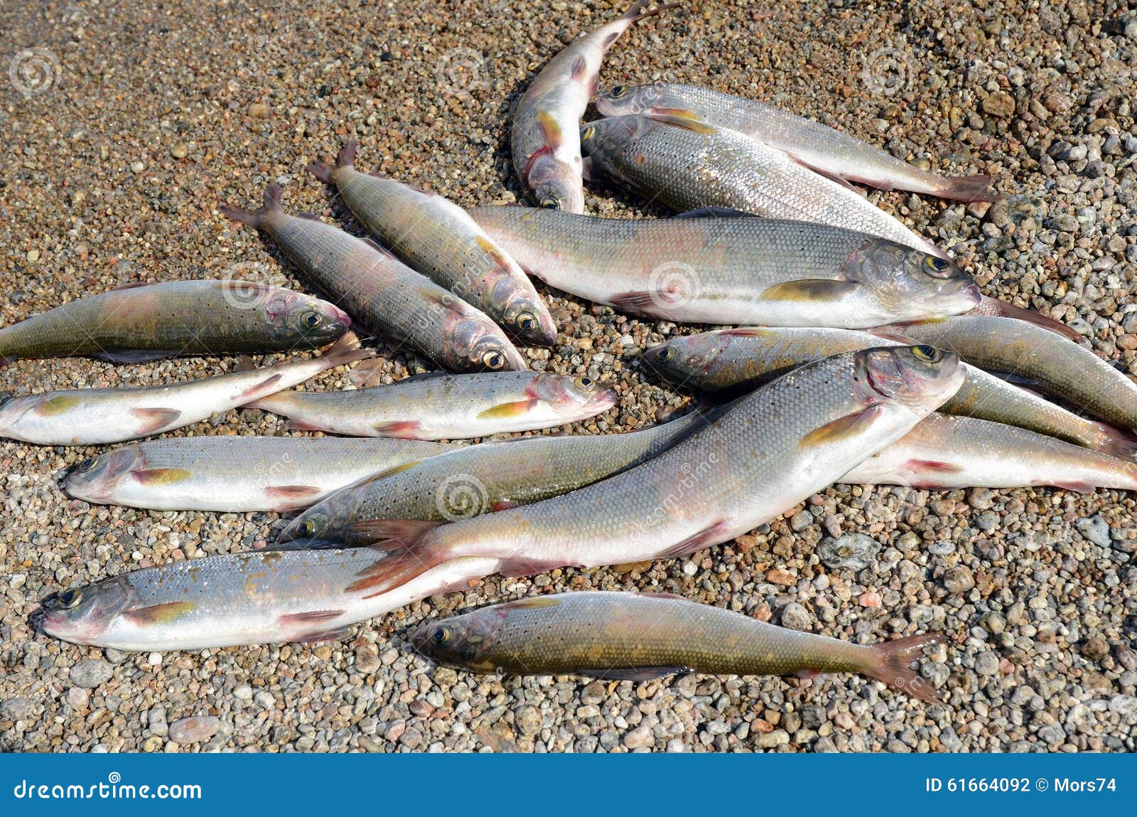 Catch of Baikal Grayling. Unique Delicious Fish on the Pebble Coast ...