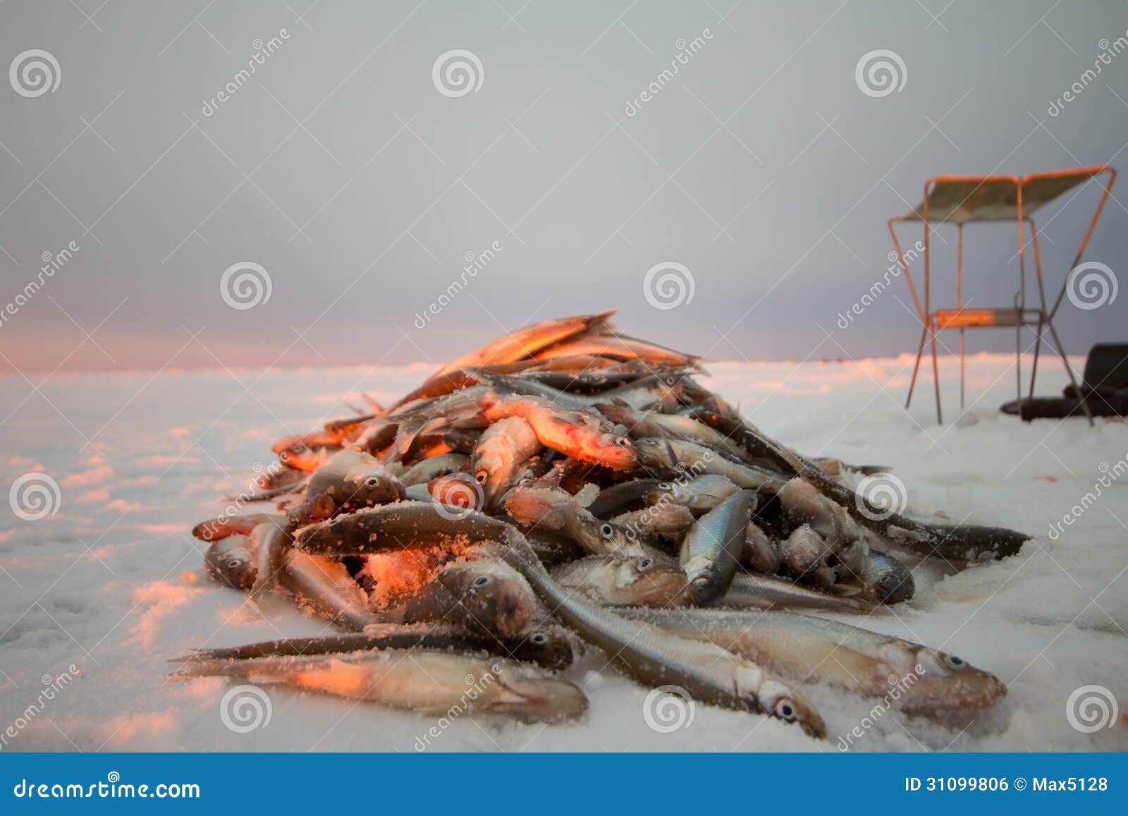 Catch on Baltic stock photo. Image of seafood, heap, saltwater - 31099806