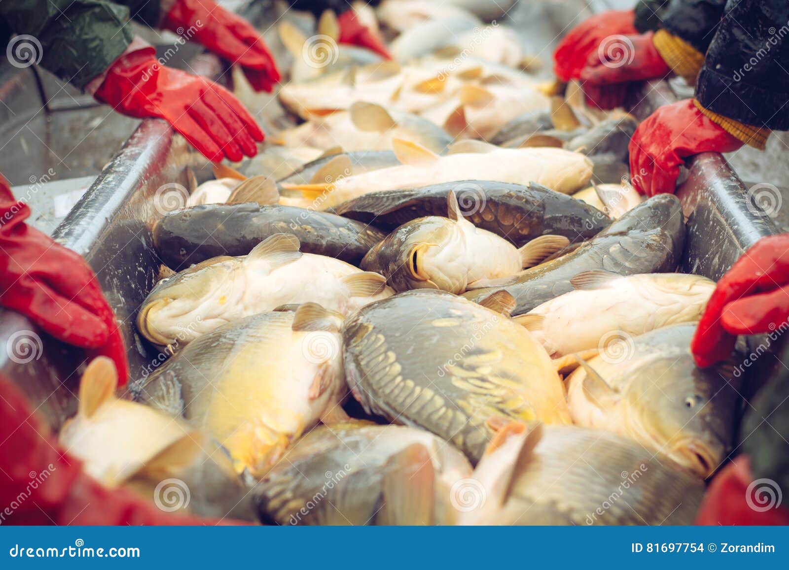 Catch Biomass and Manual Sorting of Fish Stock Photo - Image of dinner ...