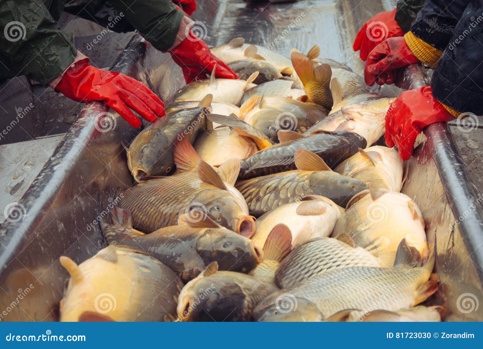 Catch Biomass and Manual Sorting of Fish Stock Photo - Image of nature ...