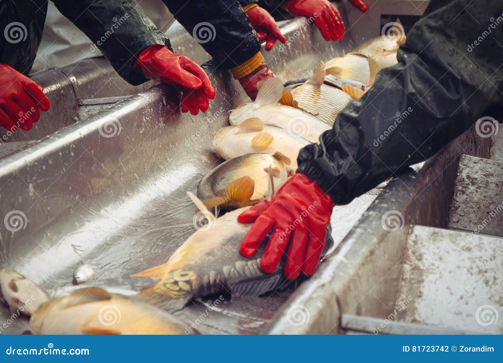 Catch Biomass and Manual Sorting of Fish Stock Photo - Image of booty ...