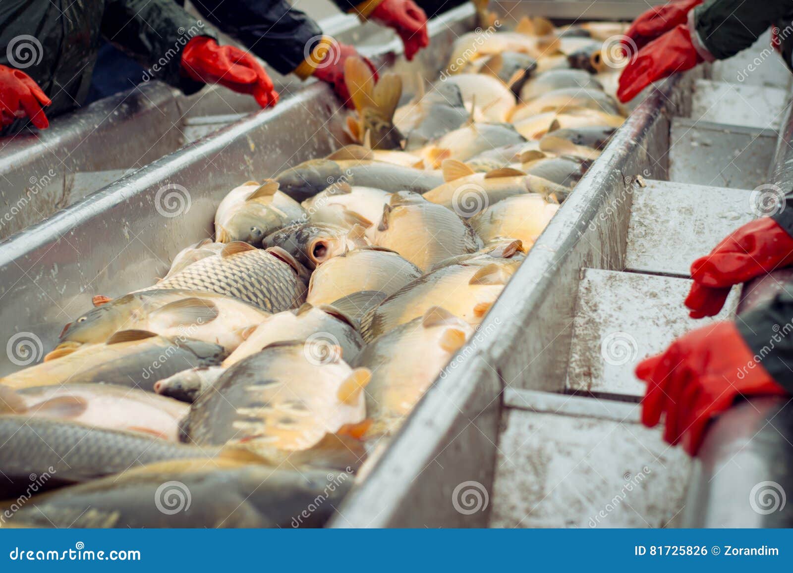 Catch Biomass and Manual Sorting of Fish Stock Photo - Image of catch ...