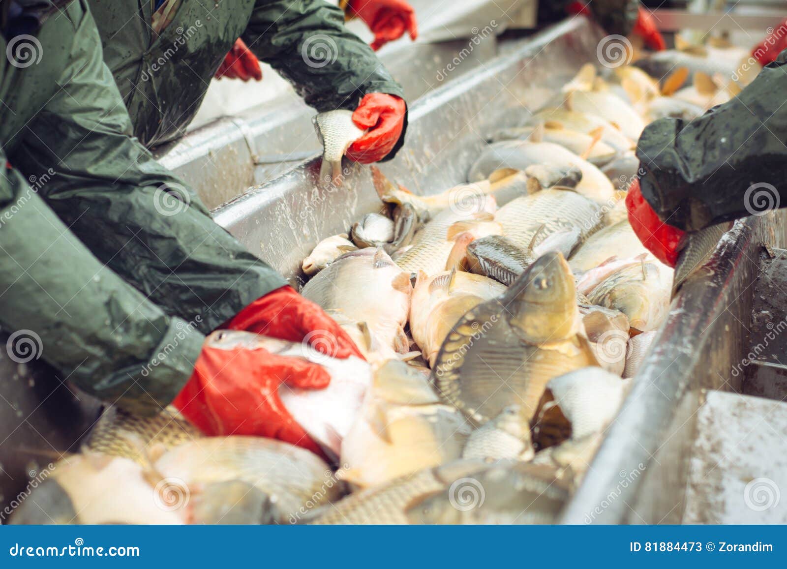 Catch Biomass Manual Sorting Fish Stock Photos - Free & Royalty-Free ...