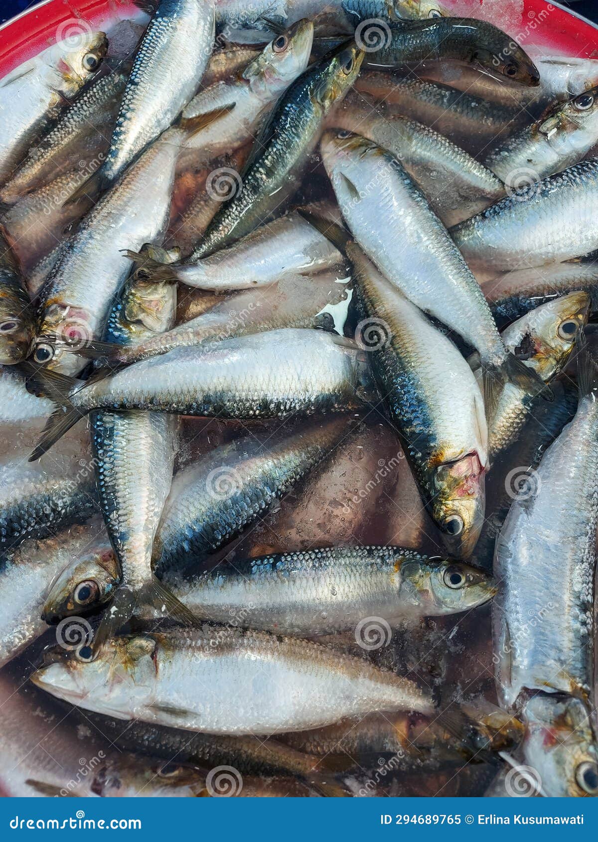 The Catch of a Bunch of Fresh Lemuru Fish Stock Image - Image of ...