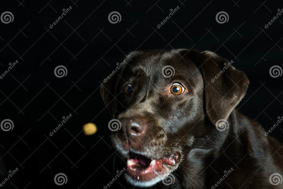 Catch that cookie stock image. Image of black, purebred - 90717831