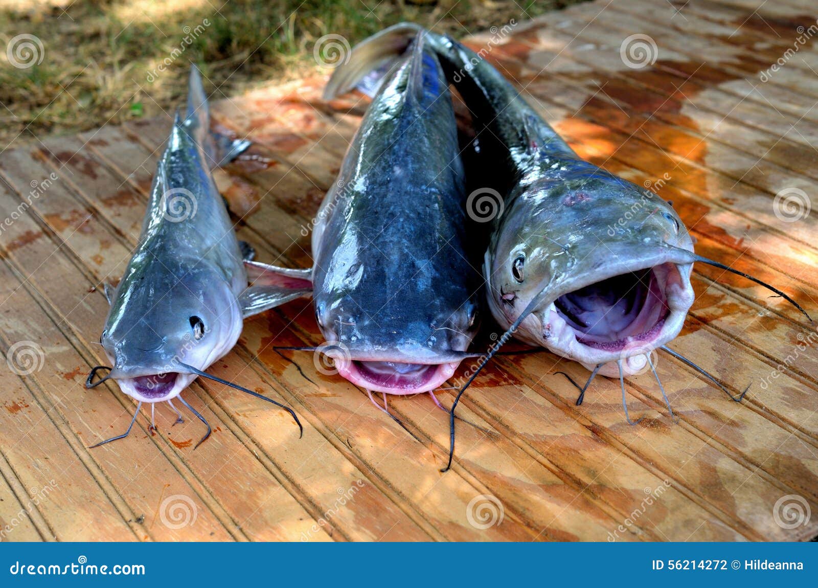 Catch of the Day - Three Catfish Stock Photo - Image of marine ...