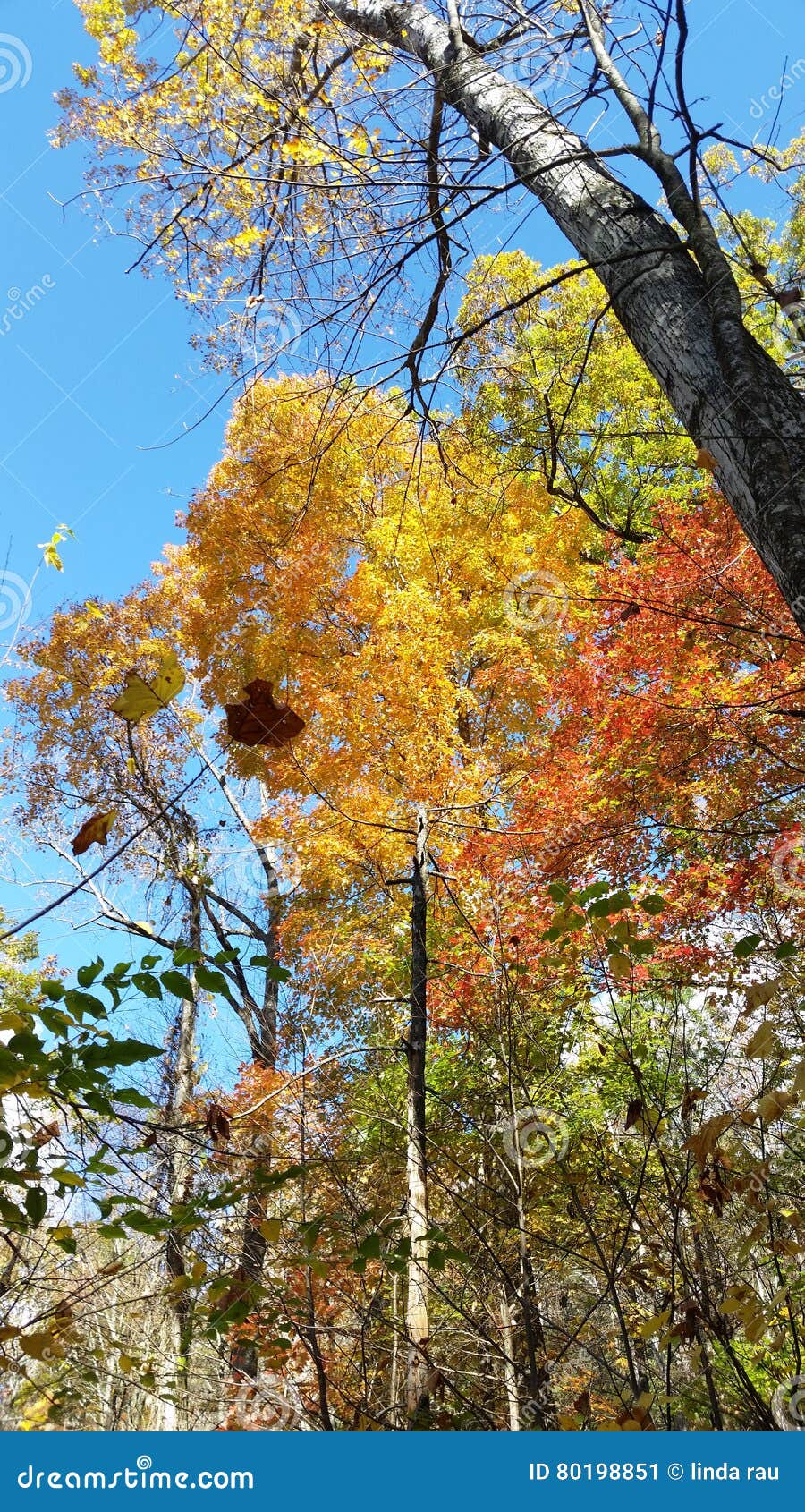 Catch falling leaf stock image. Image of fall, deciduous - 80198851