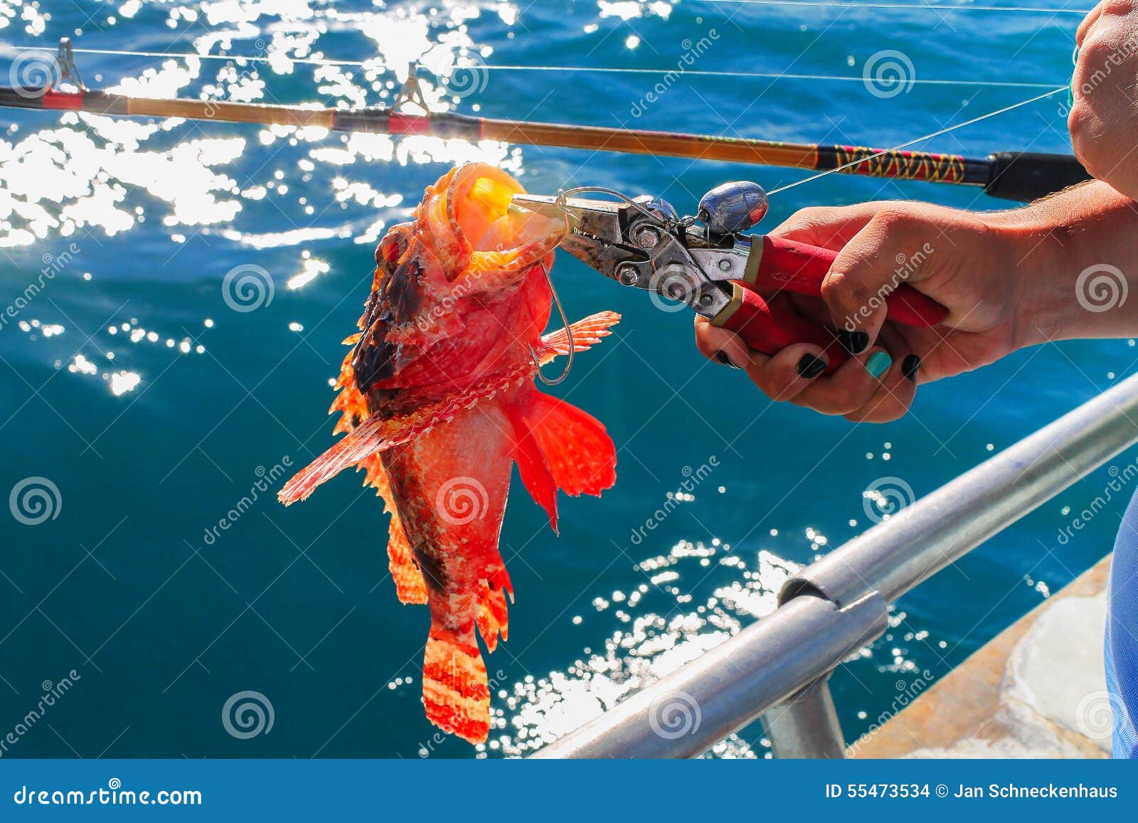 Catch a Fire fish stock photo. Image of equipment, pliers - 55473534