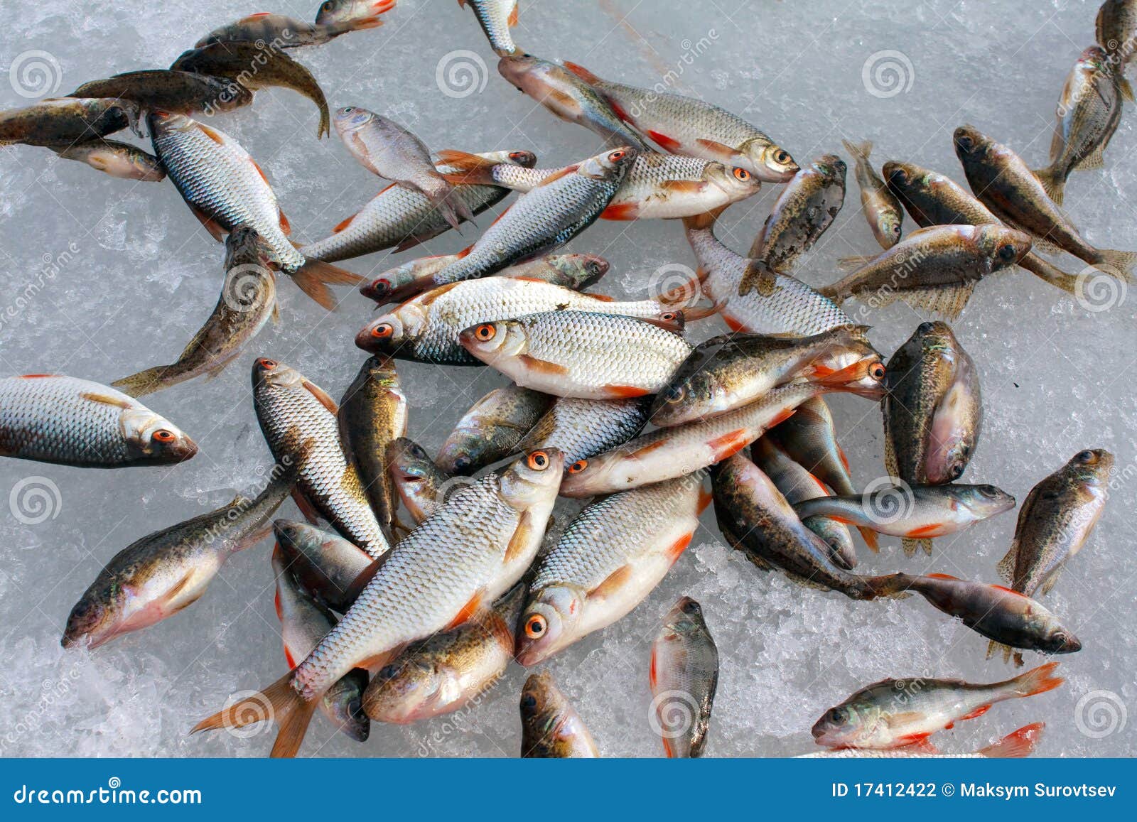 Catch of fish stock photo. Image of ruff, bass, catch - 17412422