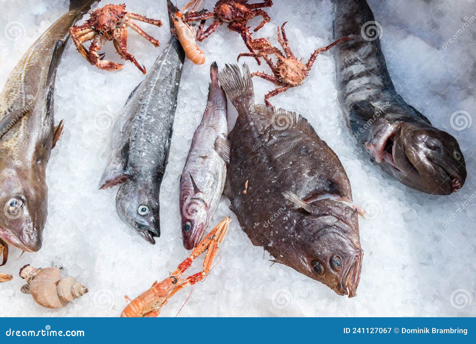 Fish on ice stock image. Image of ingredient, fishing - 241127067