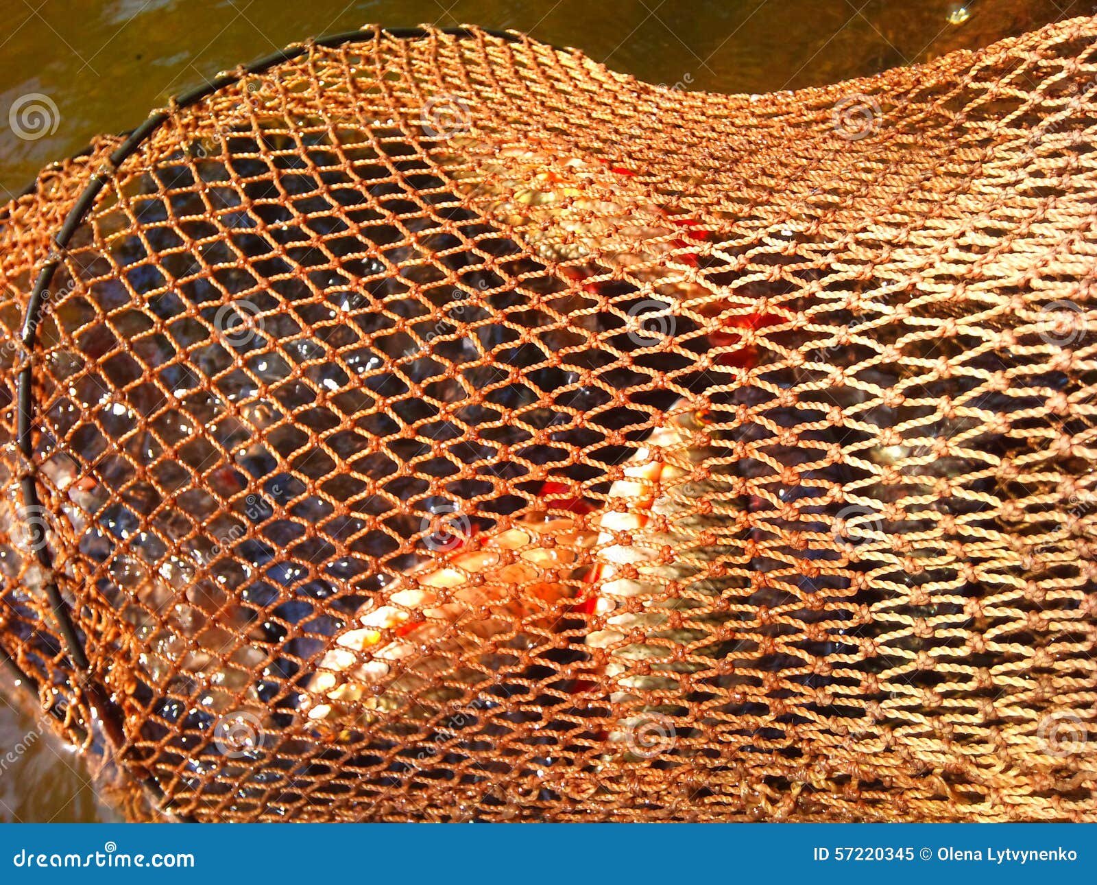 Catch. Fish caught. stock image. Image of fish, tourist - 57220345