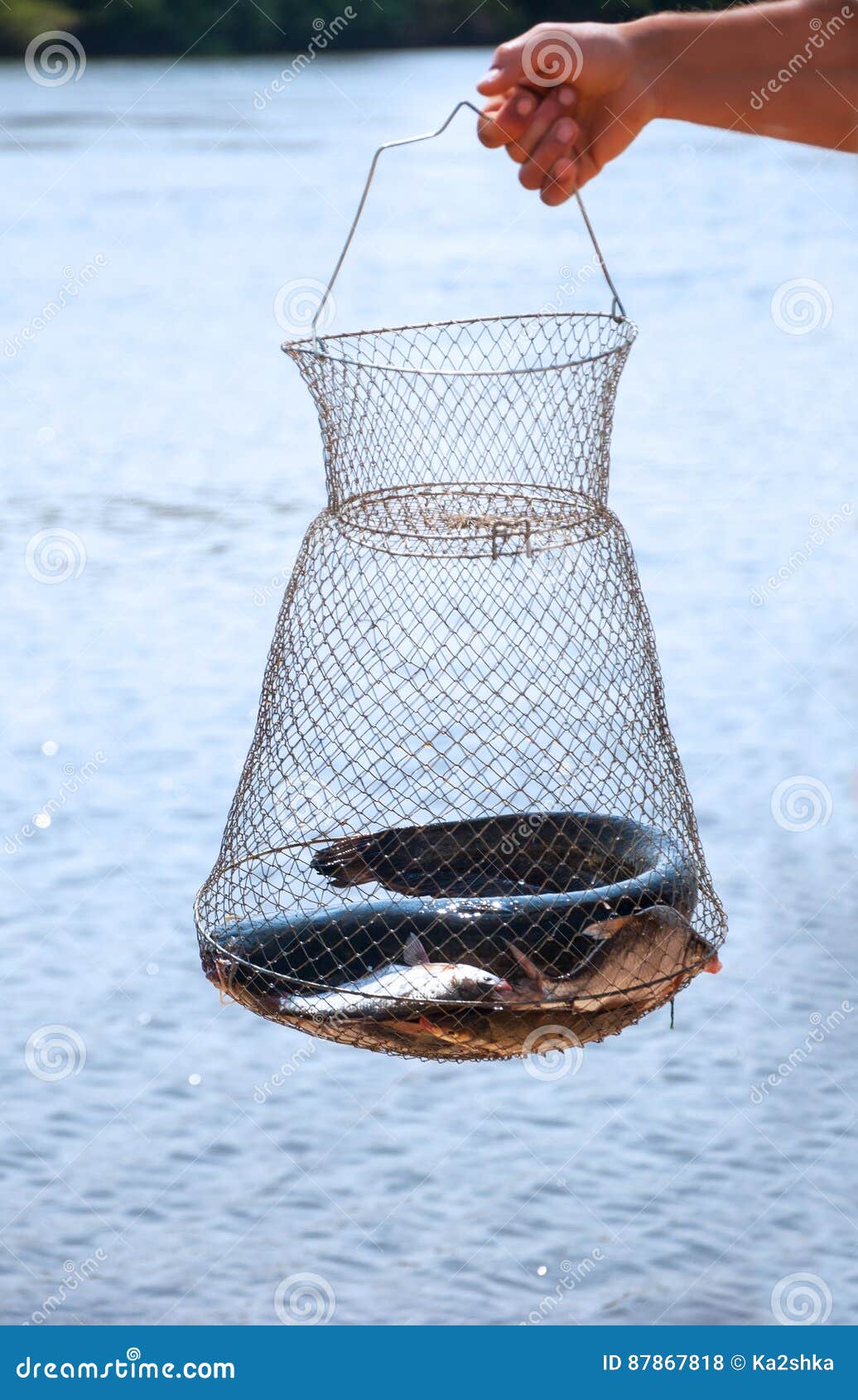Catch Fish in the Corf on the River in Summer Stock Photo - Image of ...
