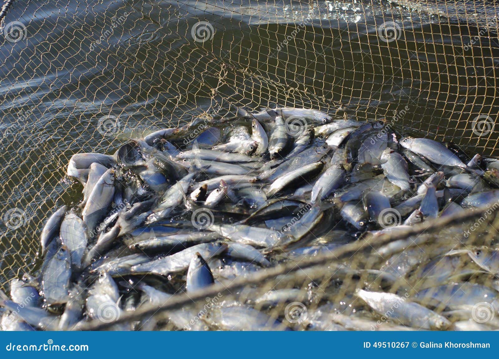 Catch of fish in seine stock image. Image of seine, coregonus - 49510267
