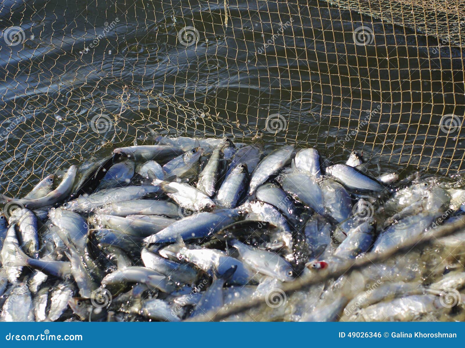 Catch of fish in seine stock photo. Image of seine, trammel - 49026346