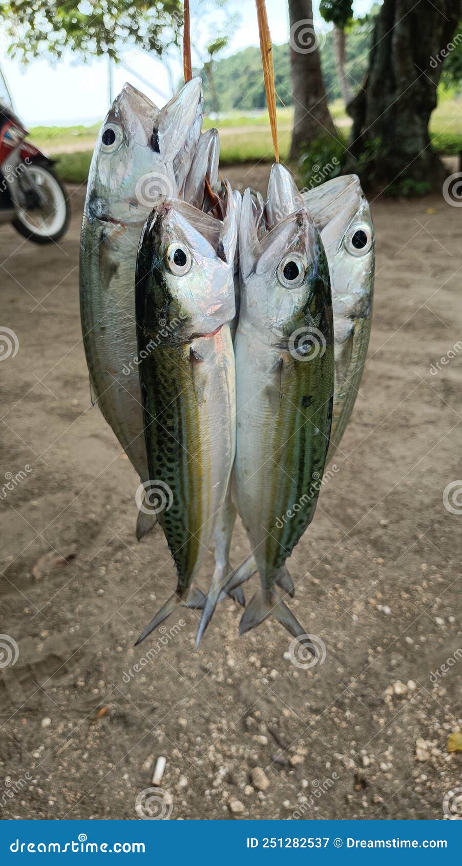 The Catch of Fishermen Using Trawls that are Ready To Be Sold Stock ...
