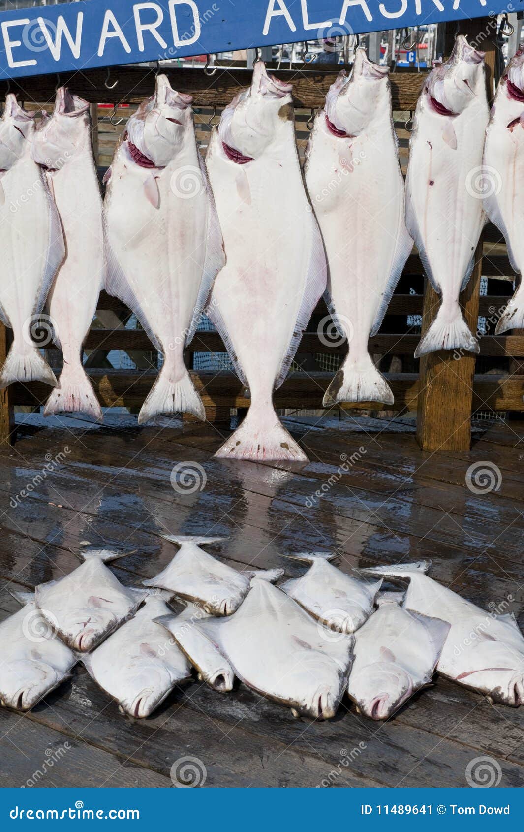 Catch of fresh halibut stock image. Image of sign, industry - 11489641