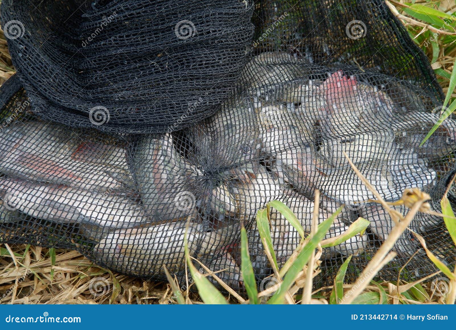 Catch fish inside the net stock photo. Image of marine - 213442714