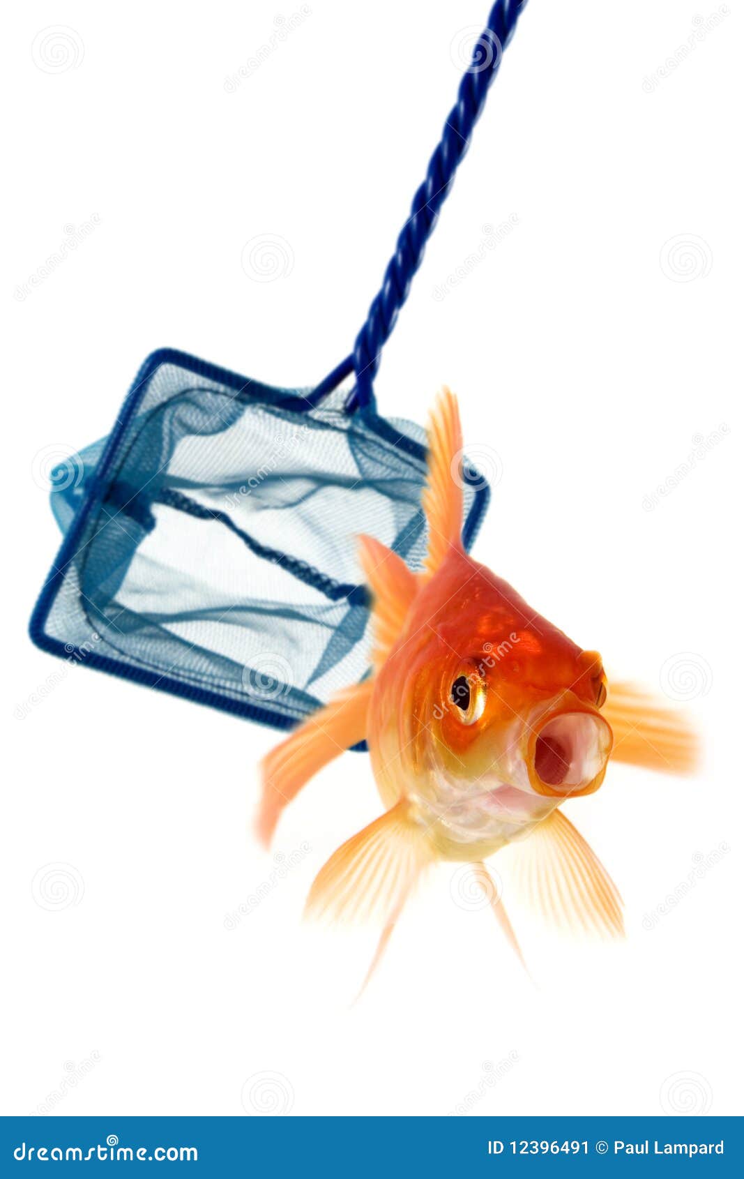 Catch the goldfish stock image. Image of gold, catch - 12396491