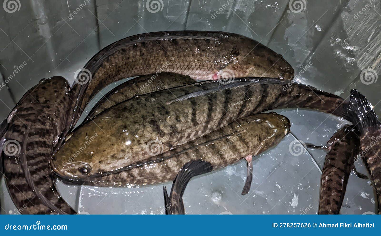 Catch of large cork fish stock photo. Image of animal - 278257626