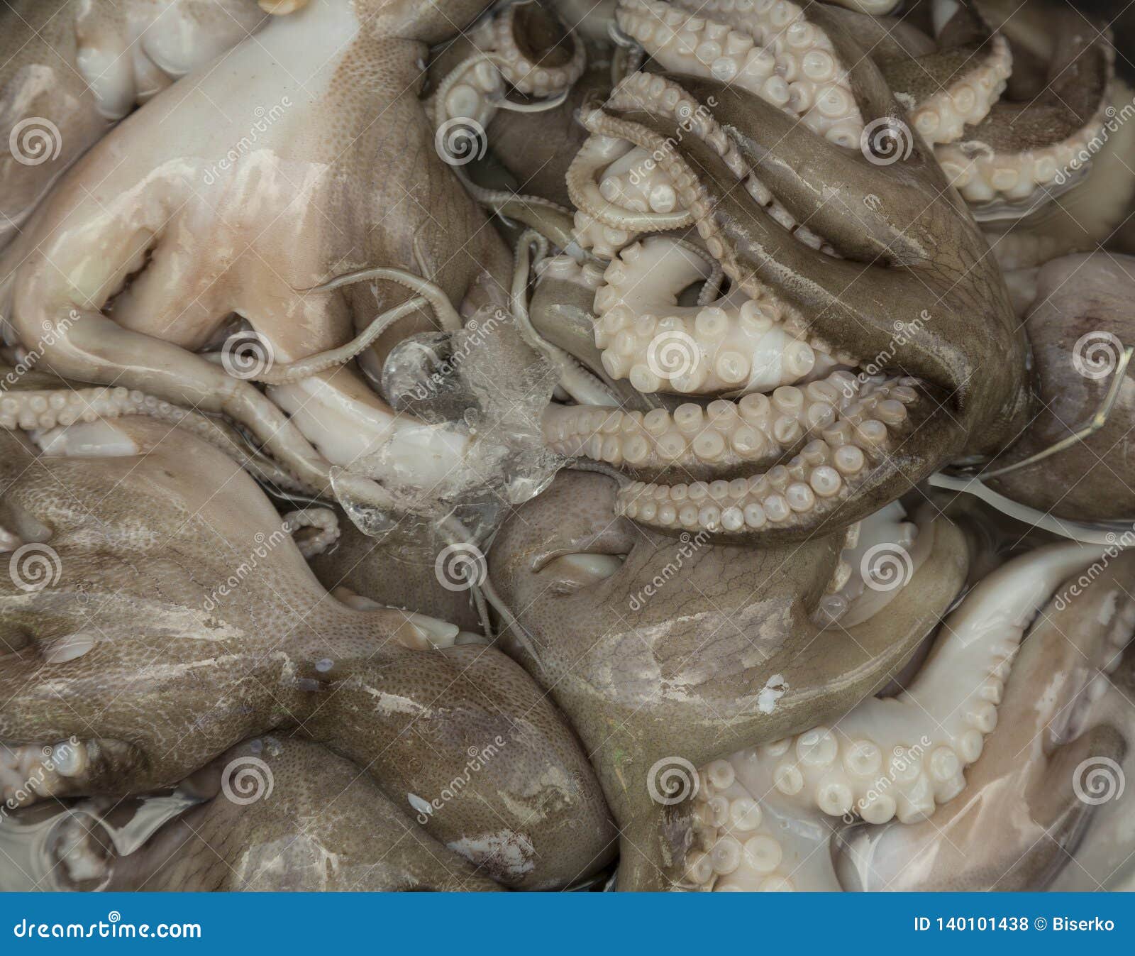 Octopuses on the market stock photo. Image of soft, specie - 140101438