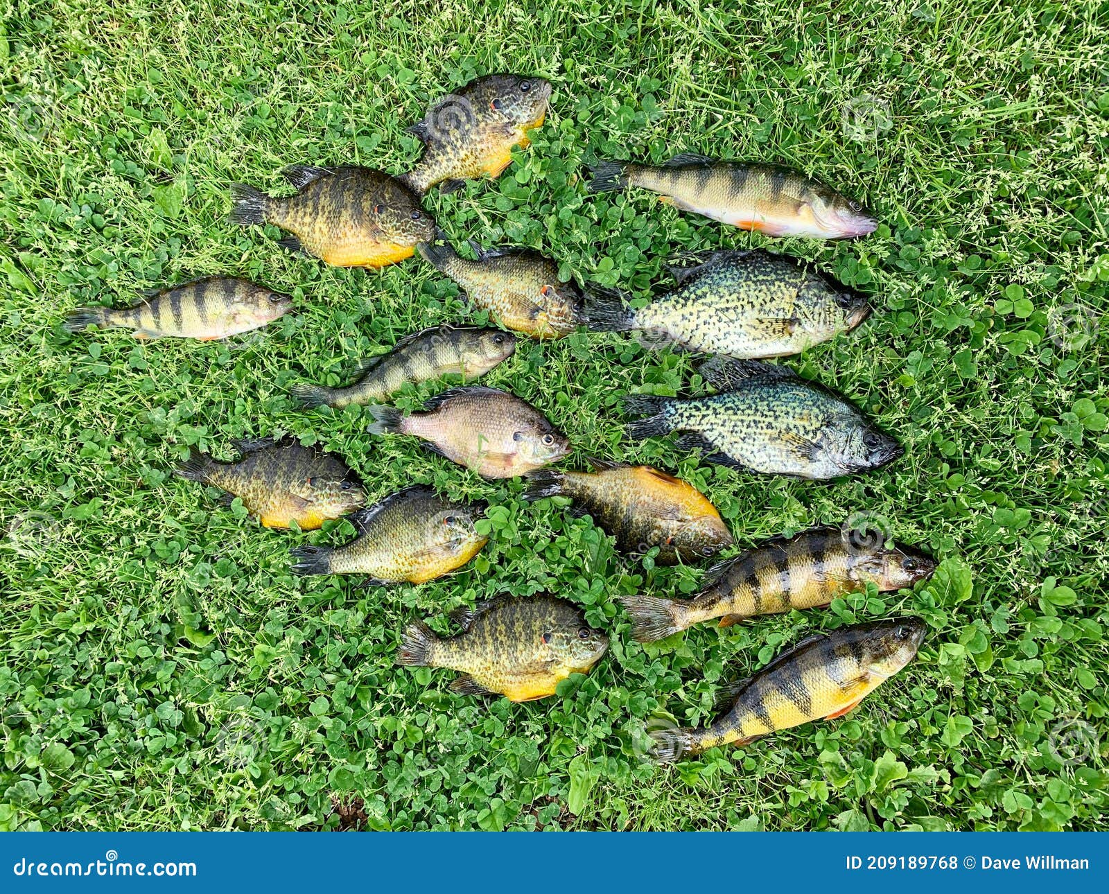 Catch of Fish on Green Grass Stock Photo - Image of fishing, background ...