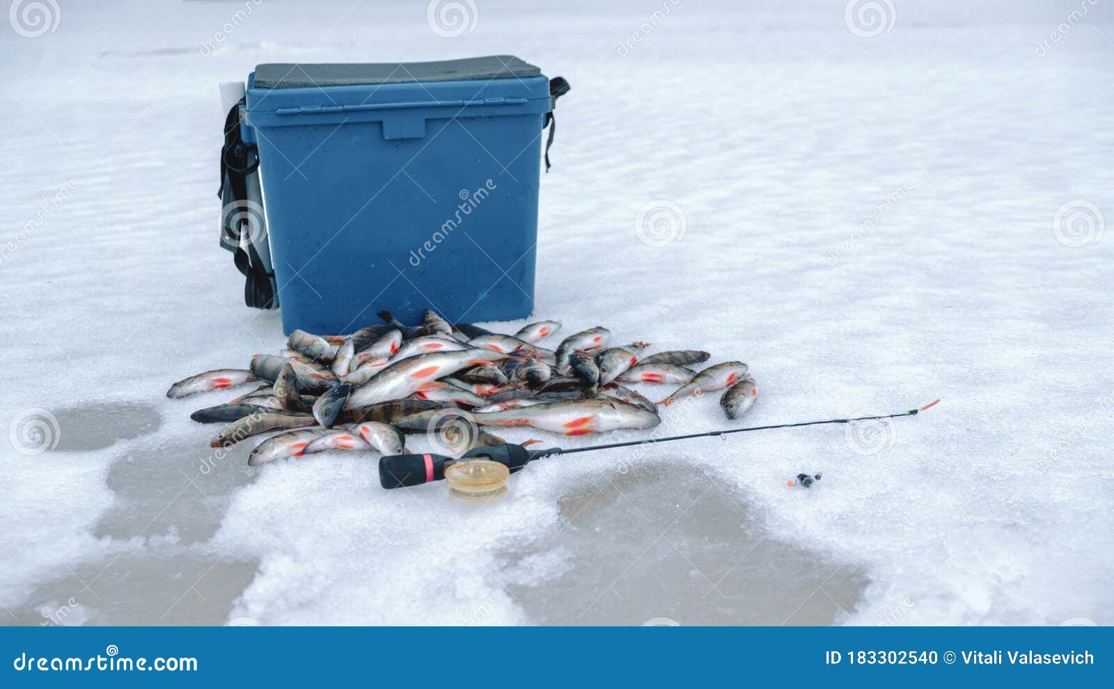 Catch of Perch on Ice Fishing Stock Photo - Image of fresh, winter ...