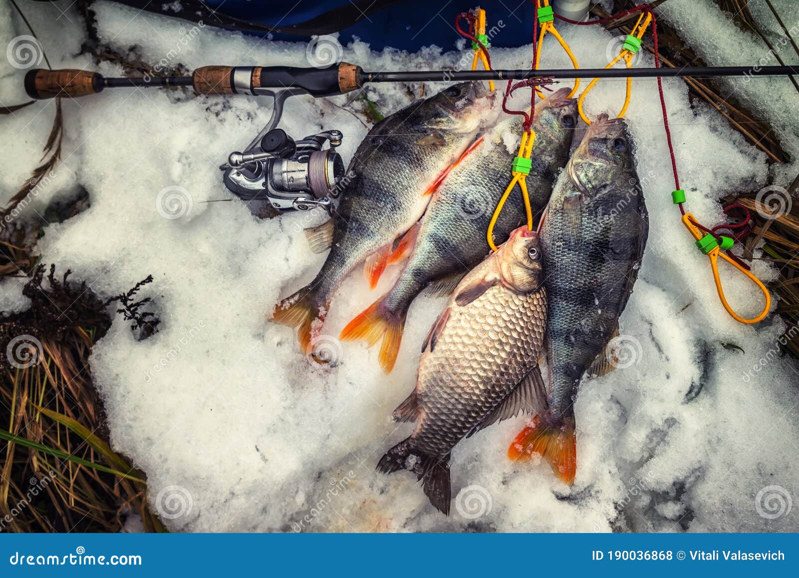 Catch perch on a spinning stock photo. Image of lure - 190036868