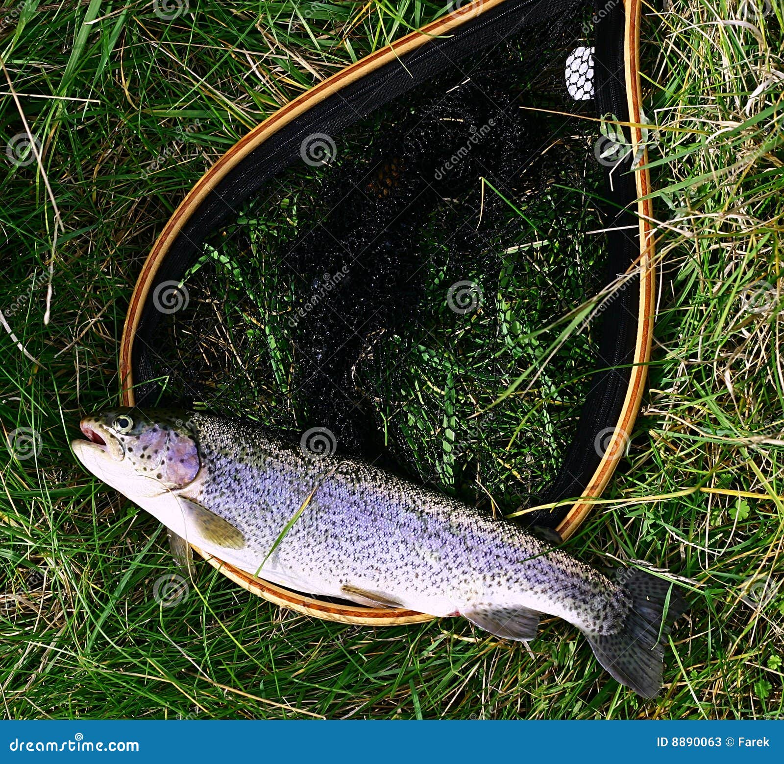 The Catch Rainbow Trout Picture. Image: 8890063