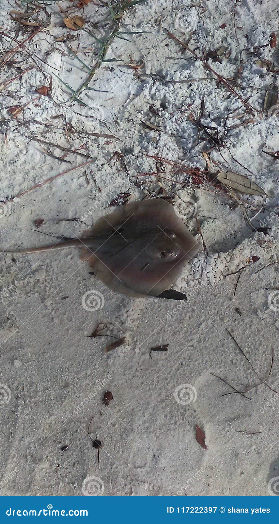 Baby stingray stock image. Image of stingray, sand, baby - 117222397