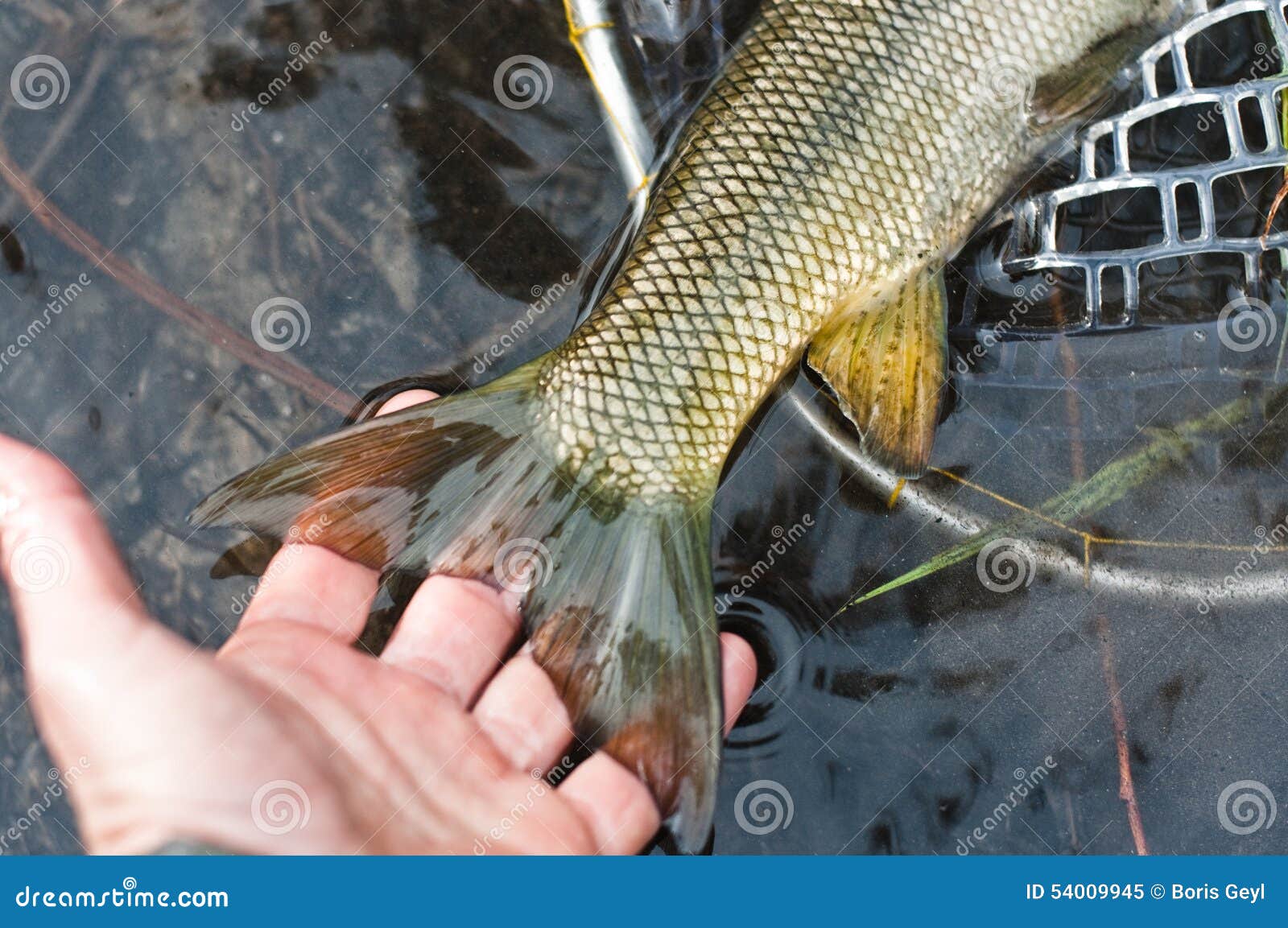 Catch and release stock image. Image of landing, water - 54009945