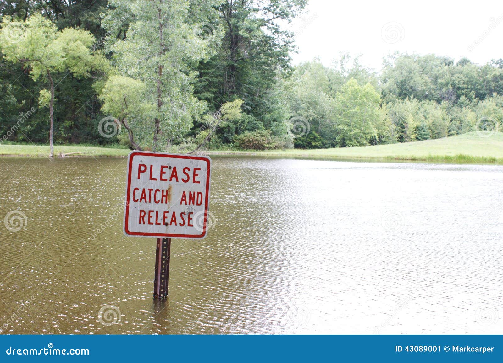 Catch and Release Sign in a Pond Stock Image - Image of fish, lake ...