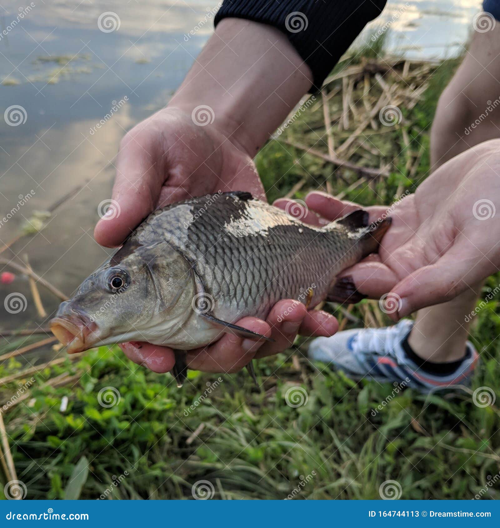 Catch And Release Fishing. Bearded Fisher In Water. Mature Man Fly ...