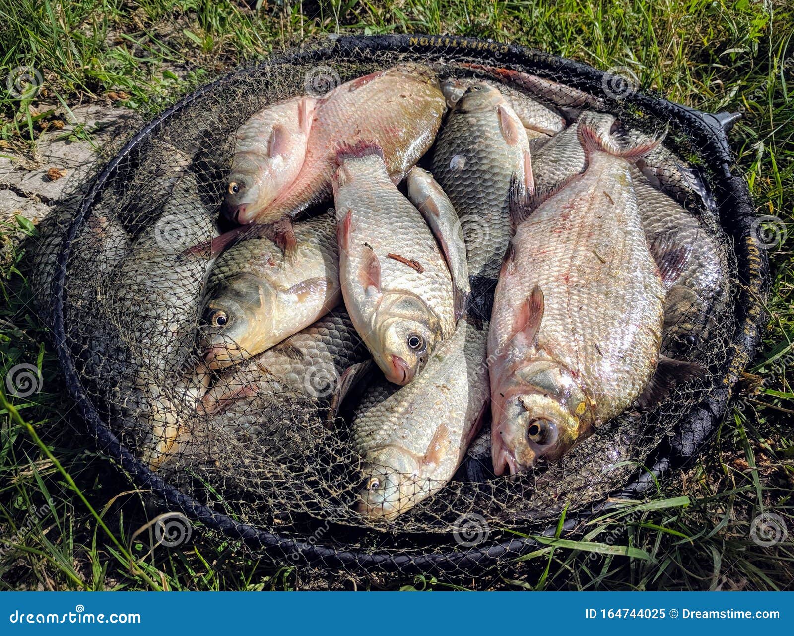 Catch and Release Small Carp Fish. Stock Image - Image of catch, small ...