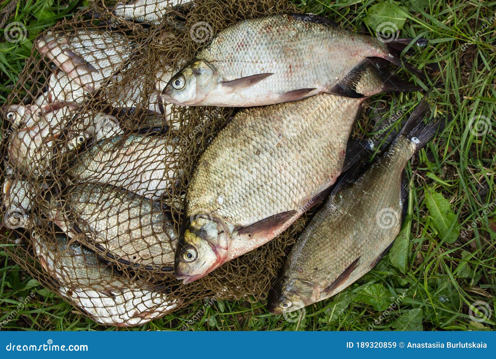 Catch of River Fish from the Splinter: Bream, Crucian Carp, Rudd, Roach ...
